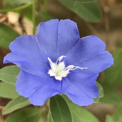 ดอกฟ้ากับหมาวัด(mikey×y/n): นิยายรัก (แชท)