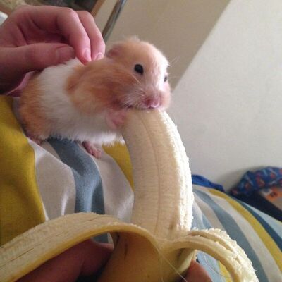 [HQ] ตัวก็แค่นี้อ่ะเรน: ฟิคฟรีสไตล์ (แชท)