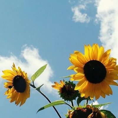 summer and sunflower | BL: นิยาย Boy Love Lovely Room