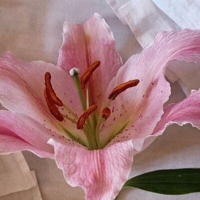 ดินเบลล์ (เด็กN): ฟิคฟรีสไตล์ (แชท)