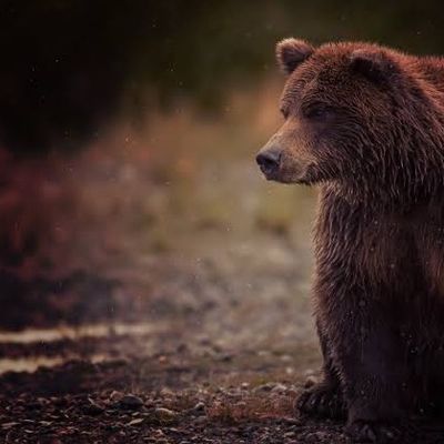 ANIMAGUS: I'm a BEAR: ฟิค Boy Love (บรรยาย)