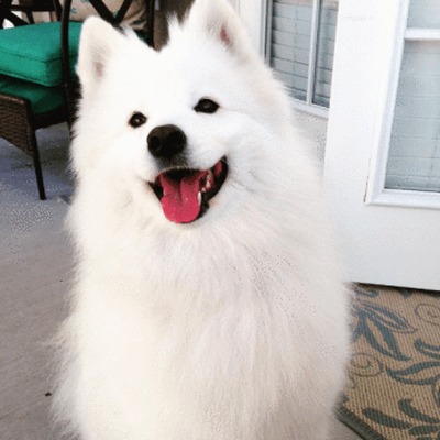 shiba inu and Samoyed: นิยายรักวัยรุ่น