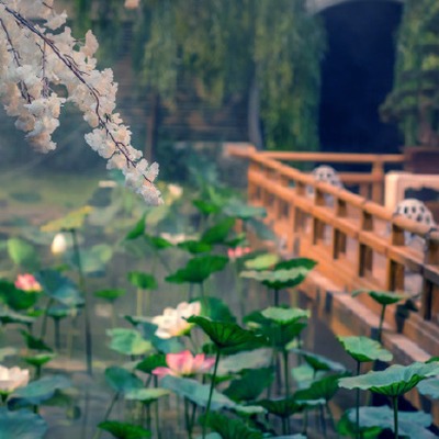 บงกชเร้นเมฆา - XiCheng (Mpreg): ฟิค Boy Love (บรรยาย)