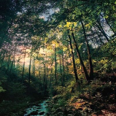 [ OS/SF ] Fic haikyuu : Forest trees: ฟิค Boy Love (บรรยาย)