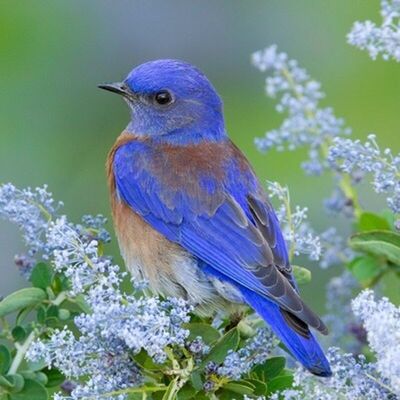 My little bird | Fanfiction Lessa: ฟิคฟรีสไตล์ (บรรยาย)