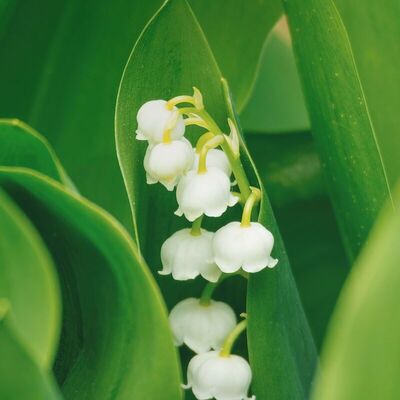 OS[The Crazy Love] ตอนเดียวจบ (ลองเข้ามาอ่านดูได้นะคะ): ฟิค Girl Love (แชท)