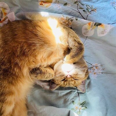 [KuanCheng] The Story of Egg Tart the Cat and His Entourage Wang ...