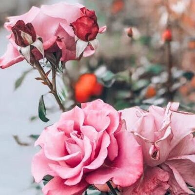 รักครั้งนี้มันบังเอิญจริงๆ: นิยาย Boy Love Lovely Room