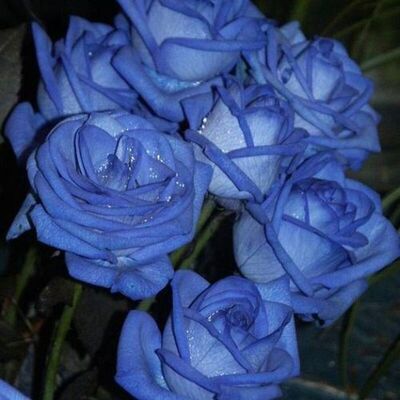 Blue rose | genshin: ฟิค Girl Love (แชท)