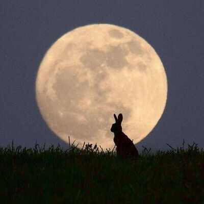 Moon Rabbit : กระต่ายของพระจันทร์ 🌕🐰: นิยายโรมานซ์