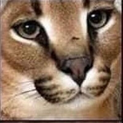 floppa;): Sci-fi (แชท)