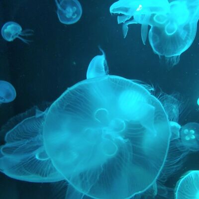 Miracle Series: Twisted Wonderlan PWP: ฟิค Boy Love (บรรยาย)