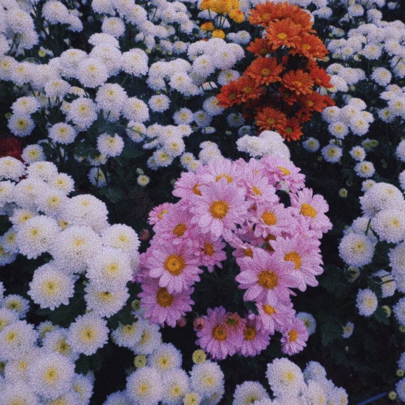White Mums Turn Purple