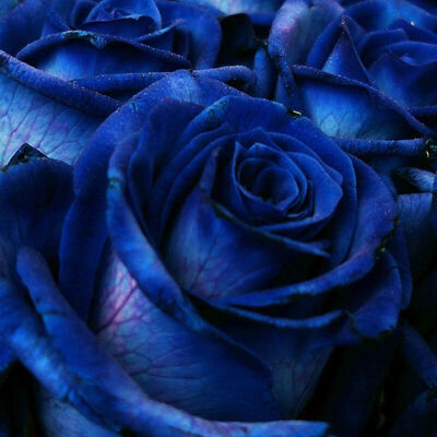 [Blue Lock] Kaiser x Sae - The Fallen Petal: ฟิค Boy Love (บรรยาย)