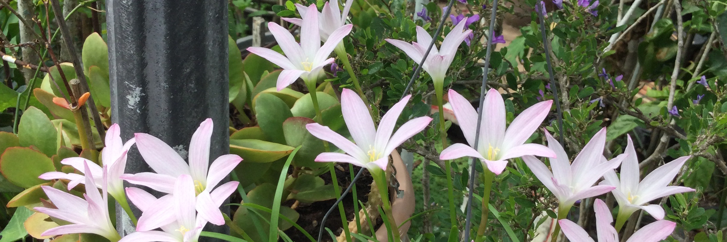 Rose 6496 @readawrite.com